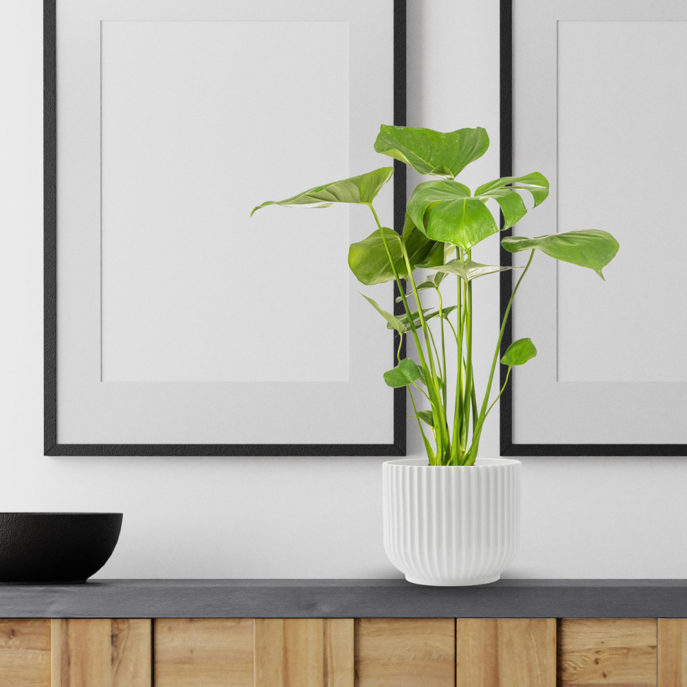 Fensterblatt - ⭥60cm - Tropische Monstera für stilvolle Wohnräume – My ...